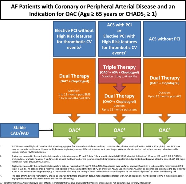 Atrial Fibrillation Cardio Guide