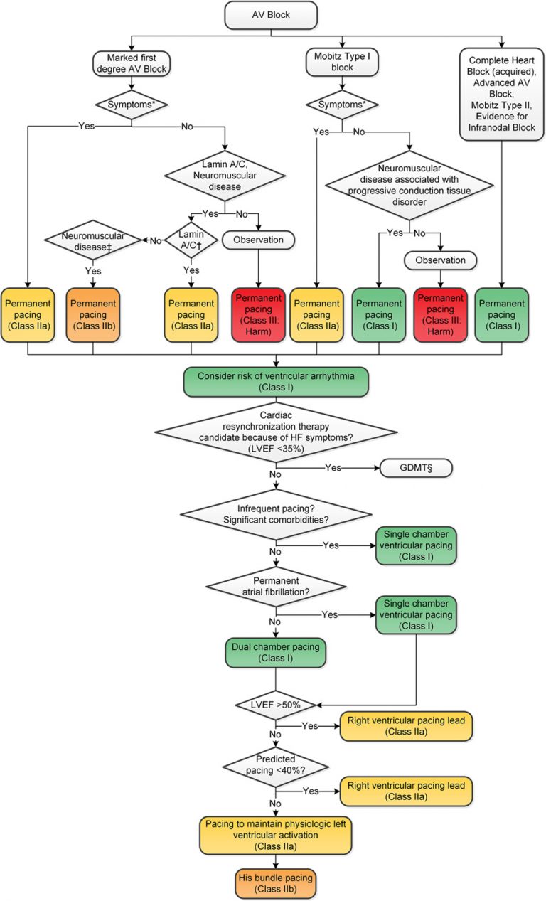 Bradycardia – Cardio Guide